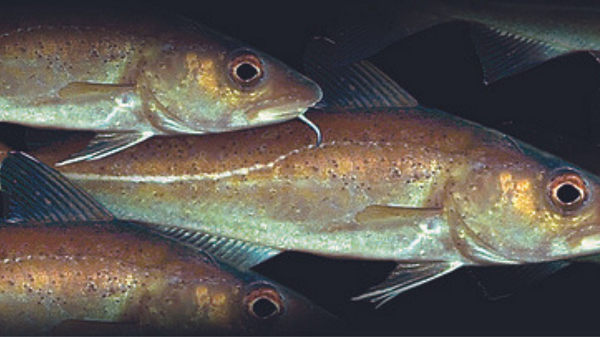 Bilateral agreement on 2023 fish quotas reached between EU and UK ...