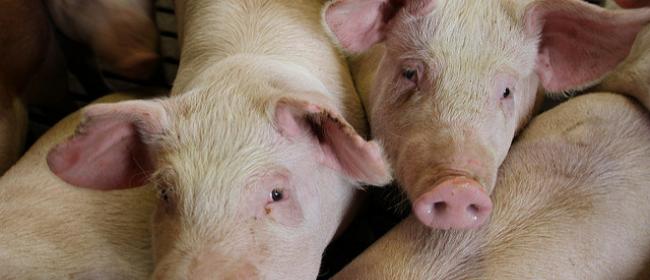 Innovative use of emerging technologies to improve pig production ...