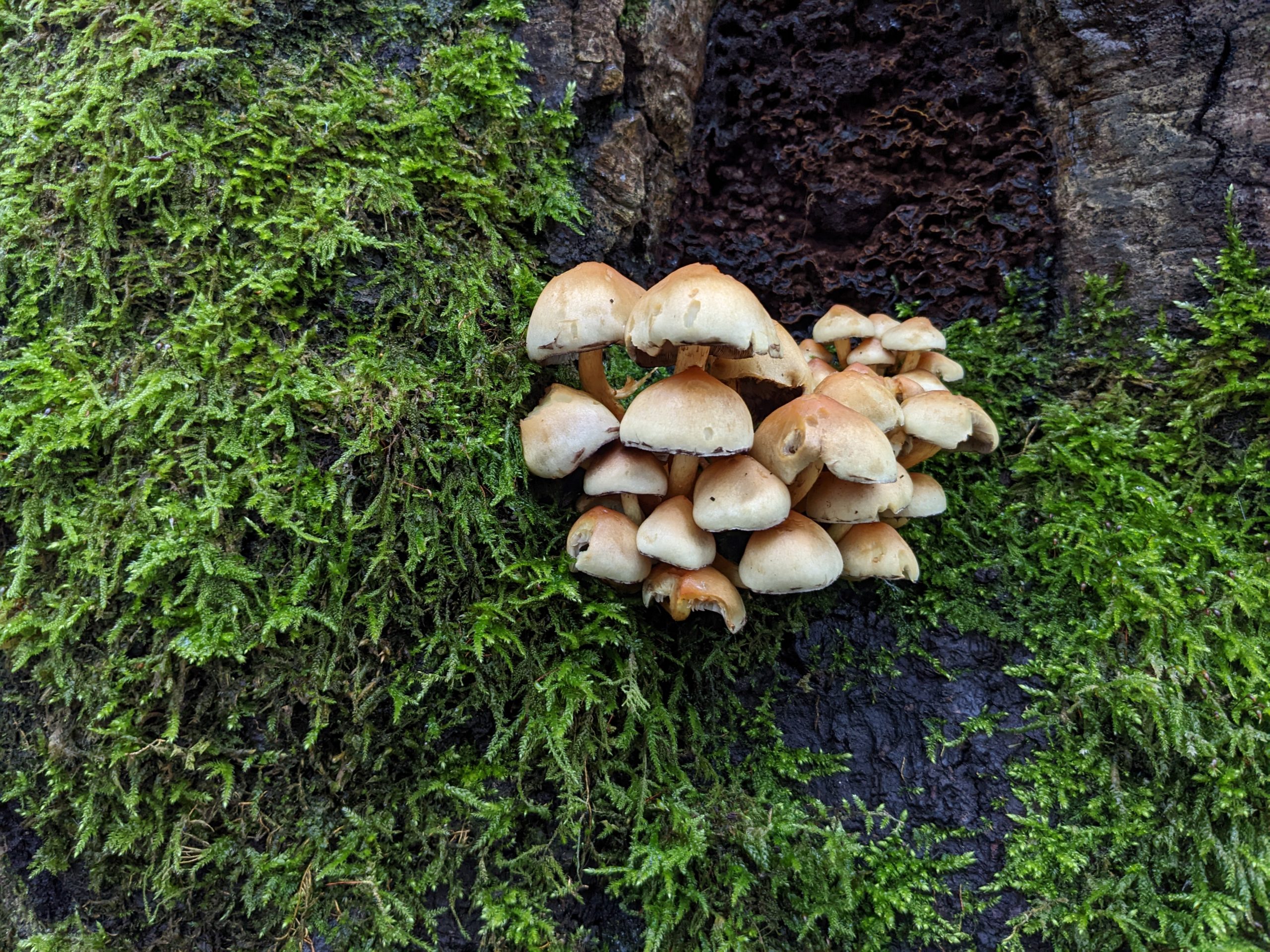 Restoring Scotland’s natural environment - Scottish Rural Network