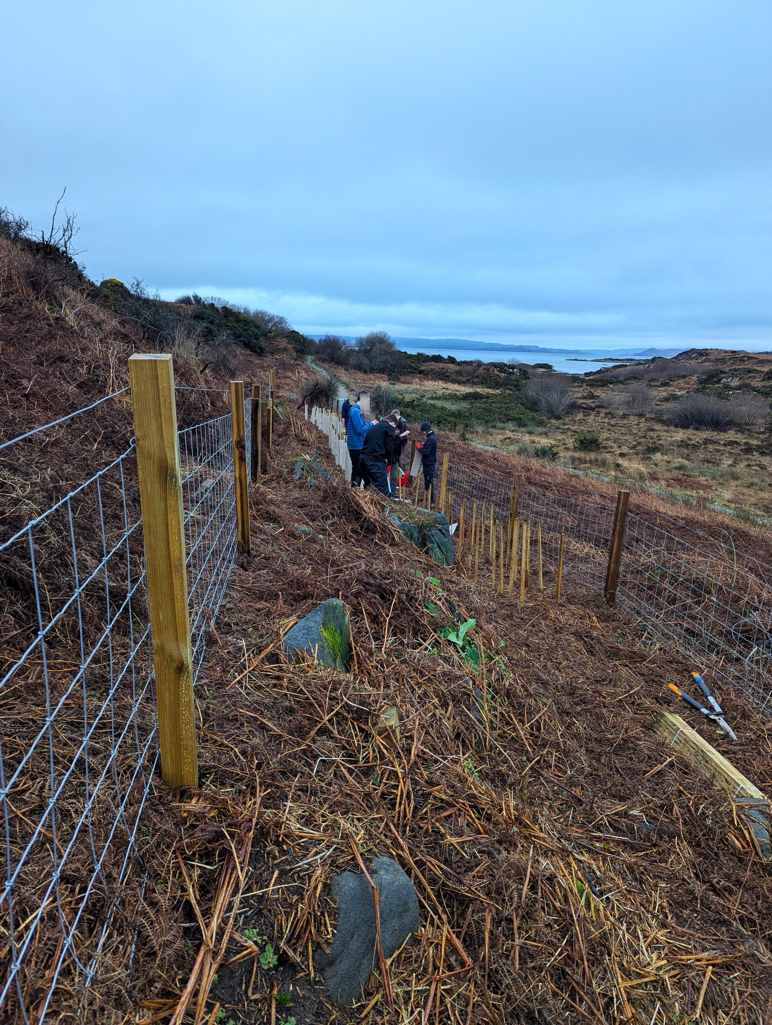 Isle of Gigha Ranger Service - Protecting Gigha’s Woodlands Project ...