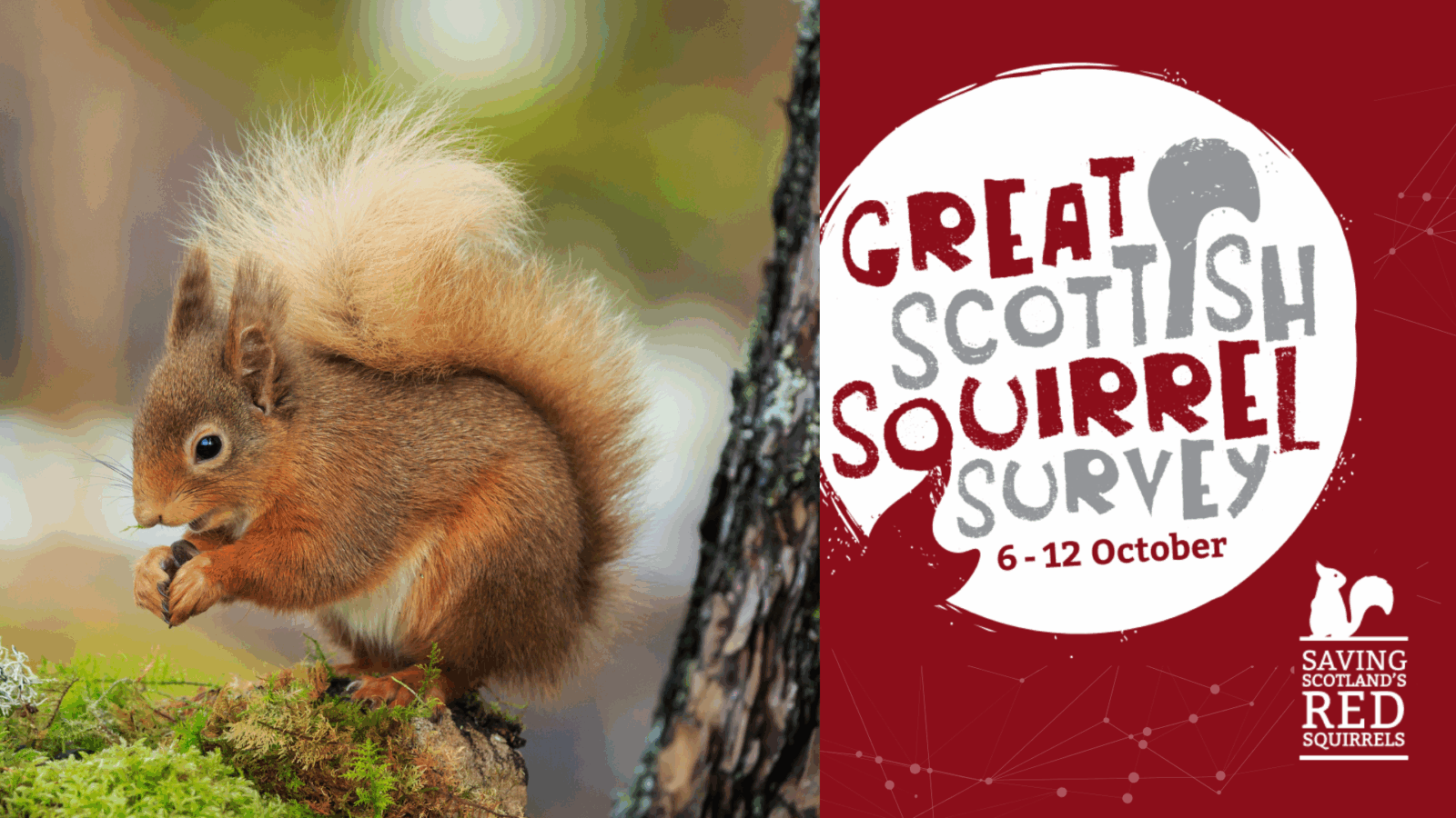 Great Scottish Squirrel Survey 2025 - Scottish Rural Network