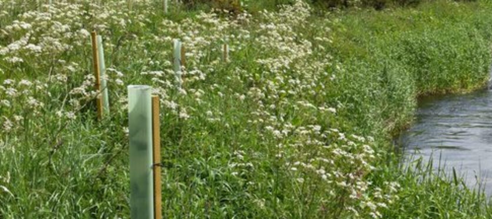 Walking and talking trees with Bruce Mackie - Scottish Rural Network