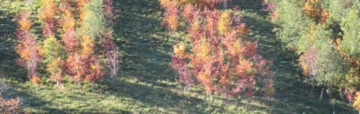 Integrating Trees Network Event - Scottish Rural Network