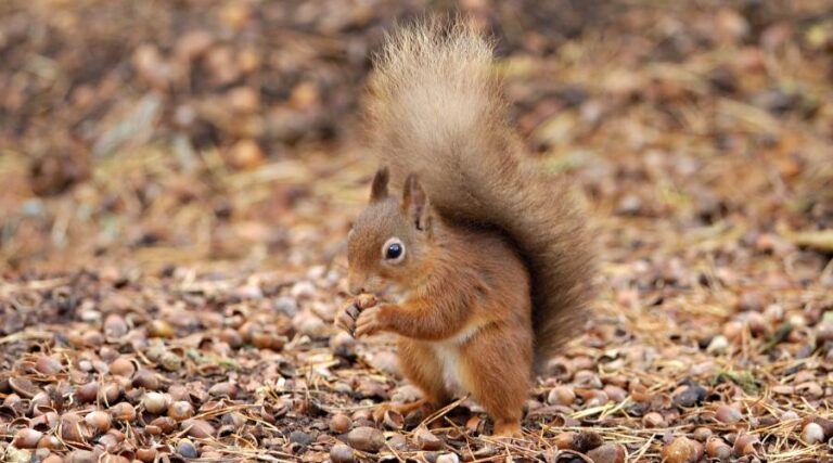 Red squirrel range in Highlands increases by over 25% following major ...