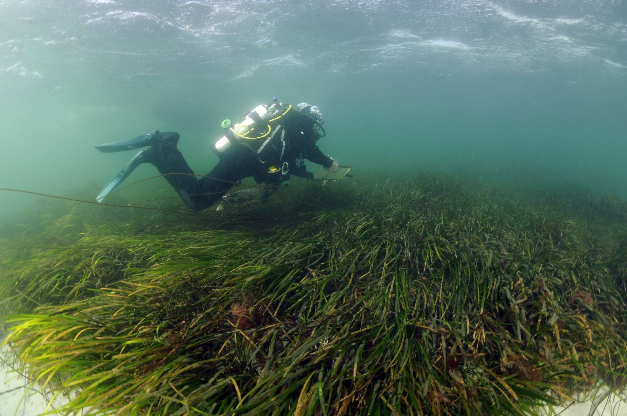 Rare seagrass “fairy circles” observed in Scotland - Scottish Rural Network