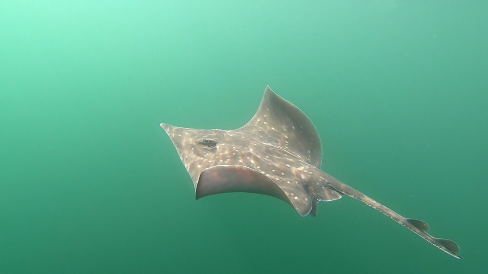 Collaborative study finds evidence of flapper skate recovery in ...