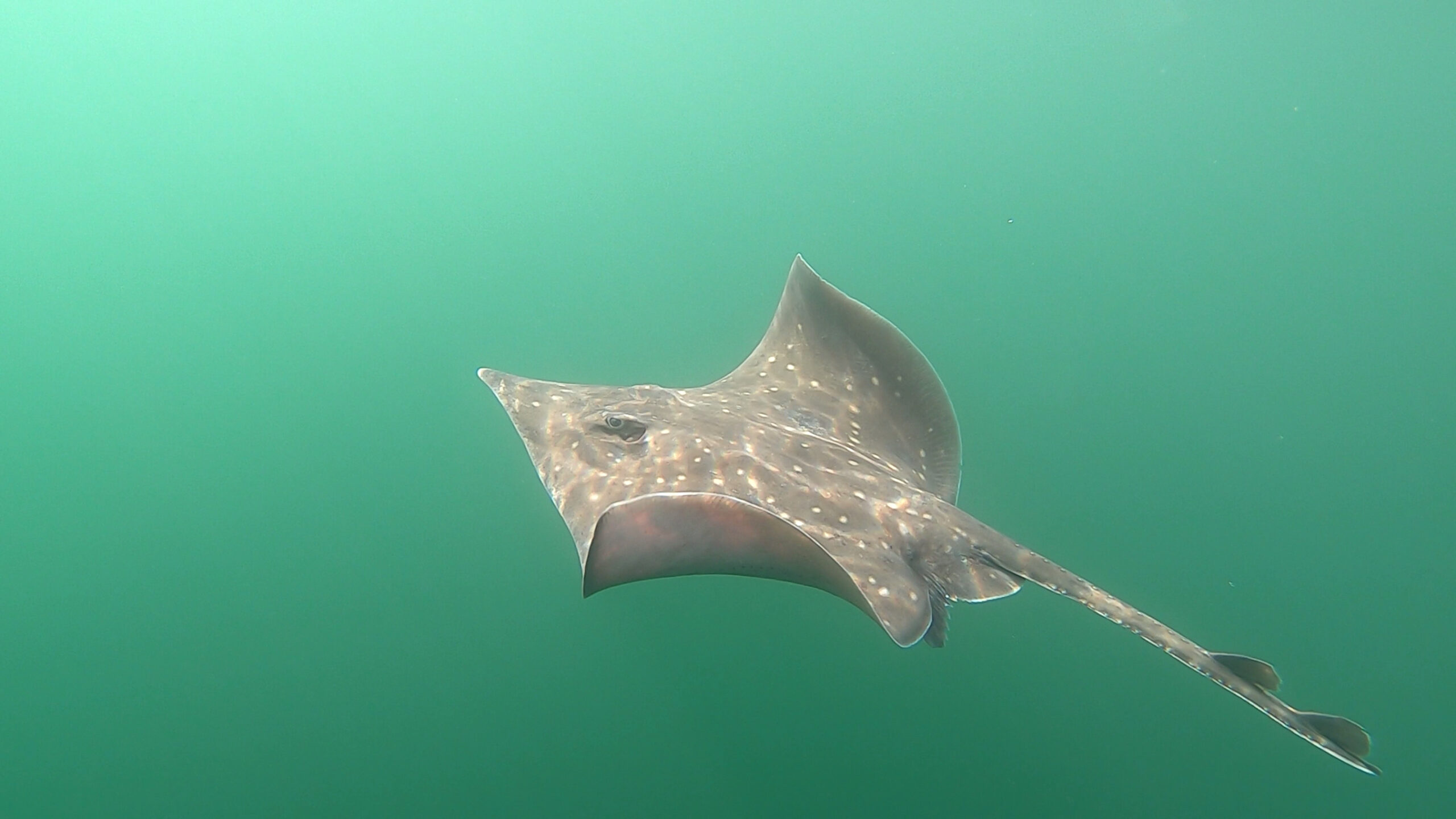 Collaborative study finds evidence of flapper skate recovery in ...